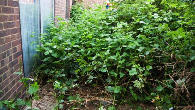 Quel est le prix pour défricher et retirer des ronces dans le jardin